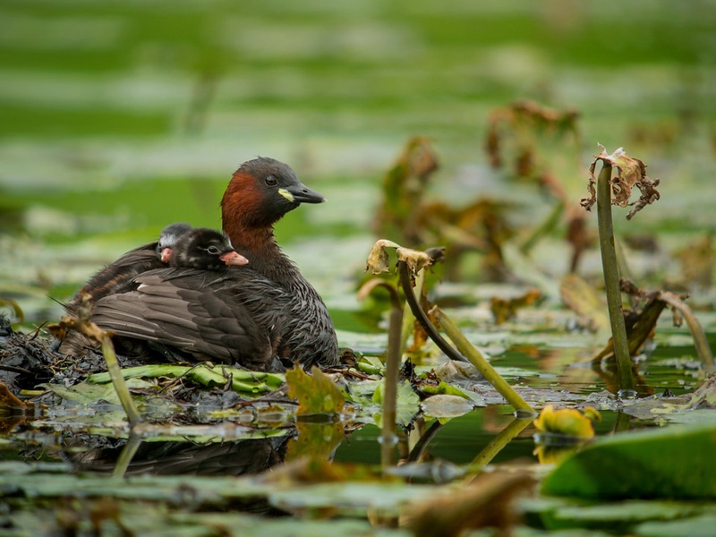 The Complete List of Birds of the United Arab Emirates - Flora Fauna Fun