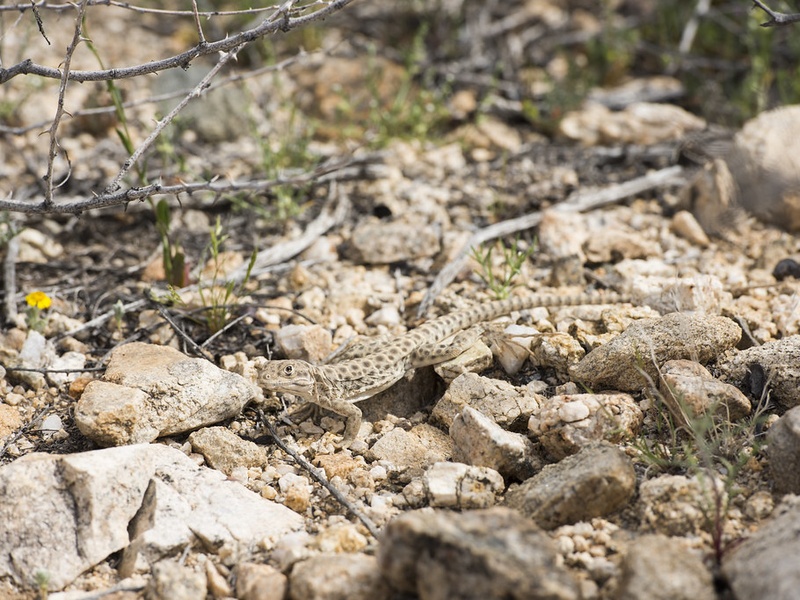 List of Desert Reptiles - Flora Fauna Fun