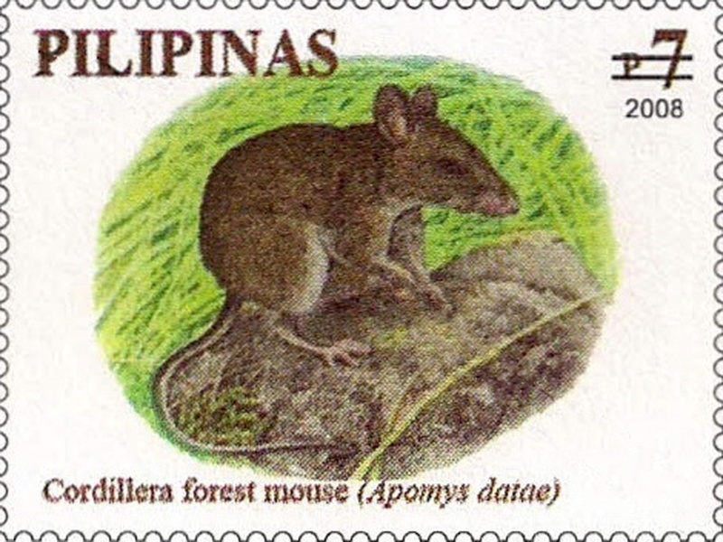 Rainforest Mice: The Complete List - Flora Fauna Fun