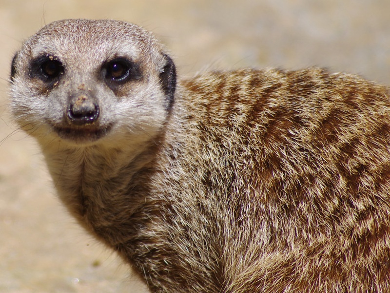 List of Two-Legged Animals - Flora Fauna Fun