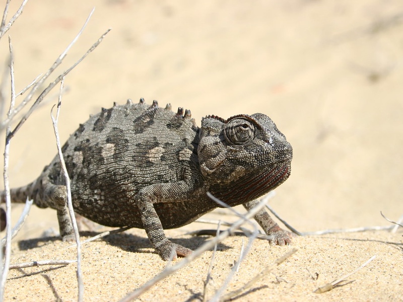 List of Desert Reptiles - Flora Fauna Fun