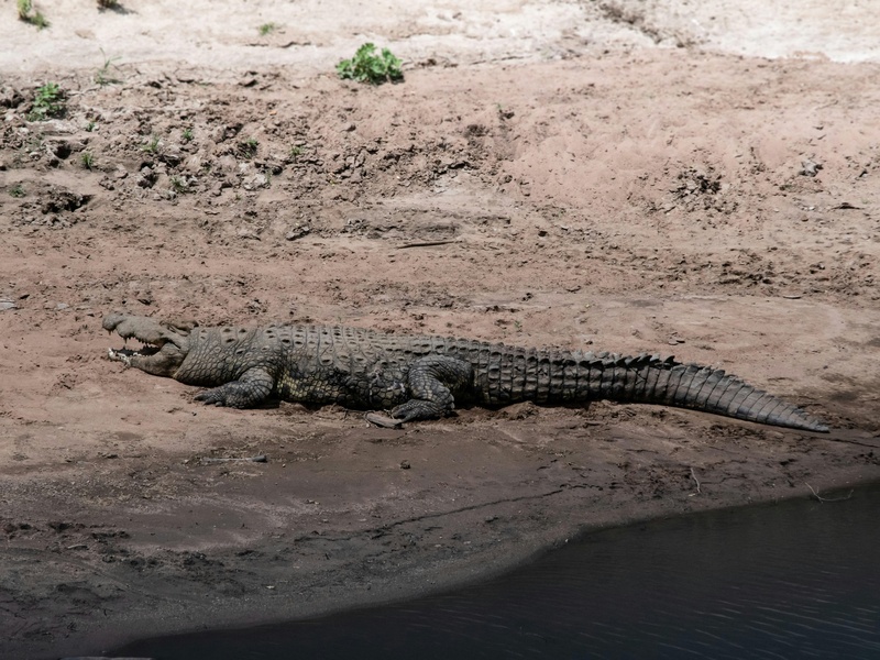 Dangerous Animals in Botswana: The Complete List - Flora Fauna Fun