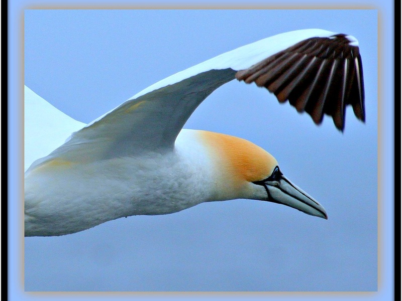 List of Animals of Europe - Flora Fauna Fun