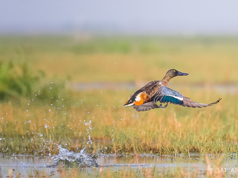 The Complete List of Birds of the United Arab Emirates - Flora Fauna Fun
