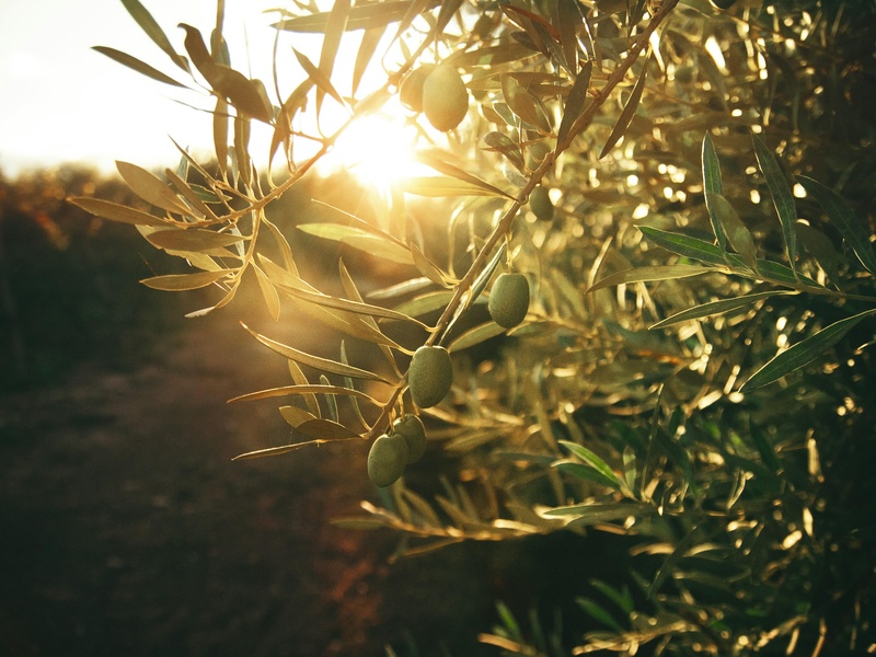 The Complete List of Trees of Pakistan - Flora Fauna Fun