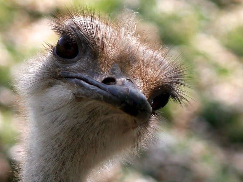 List of Two-Legged Animals - Flora Fauna Fun