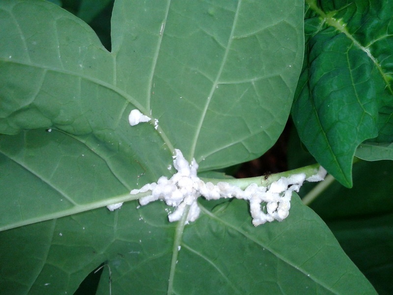 The Complete List of Invasive Species in Vanuatu - Flora Fauna Fun