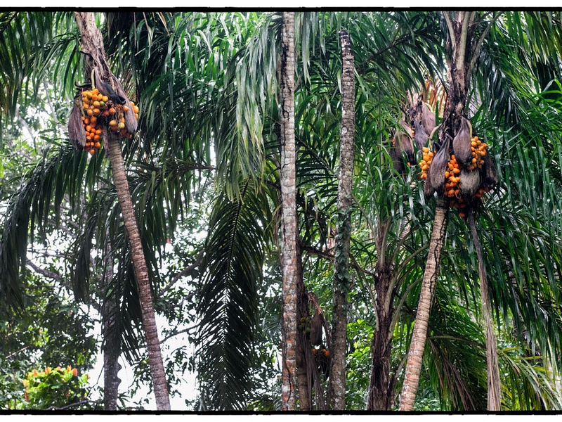 List of Plants Of Brazil - Flora Fauna Fun