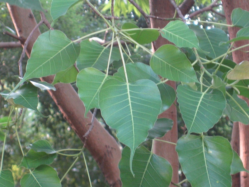 The Complete List of Trees of Pakistan - Flora Fauna Fun