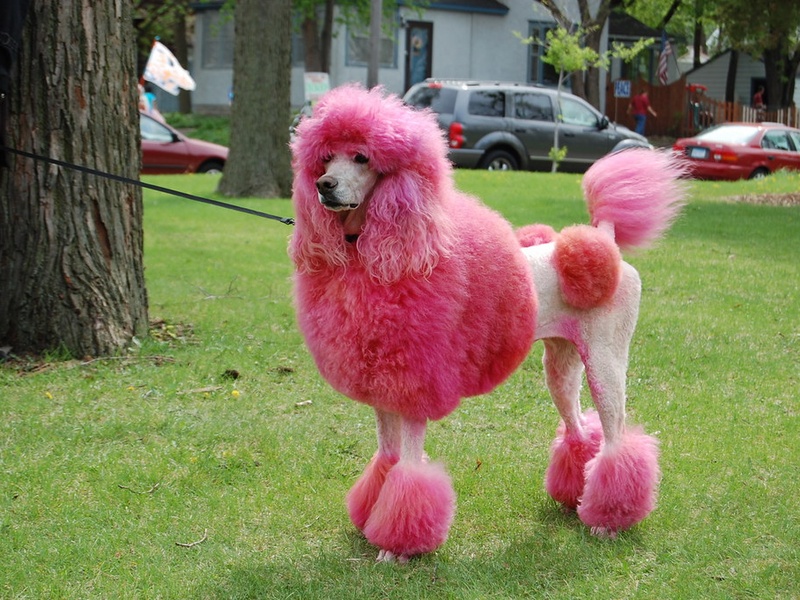 Gold Dog Breeds: The Complete List - Flora Fauna Fun