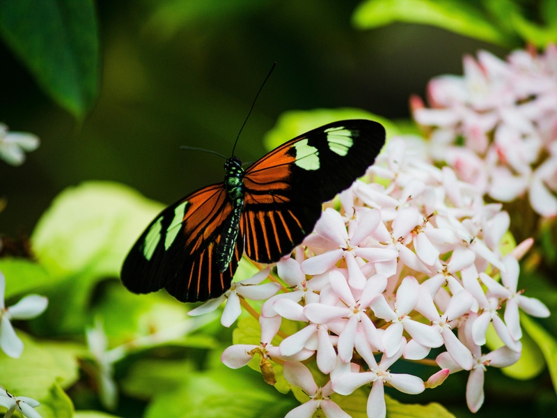 Rainforest Caterpillars: The Complete List - Flora Fauna Fun