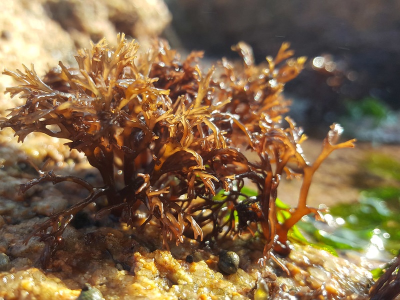 List of Coral Reef Vegetation - Flora Fauna Fun