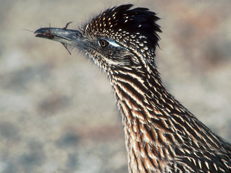 List of Two-Legged Animals - Flora Fauna Fun