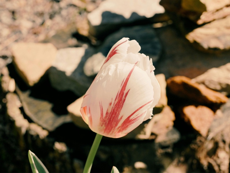 Greece's Native Plants: The Complete List - Flora Fauna Fun