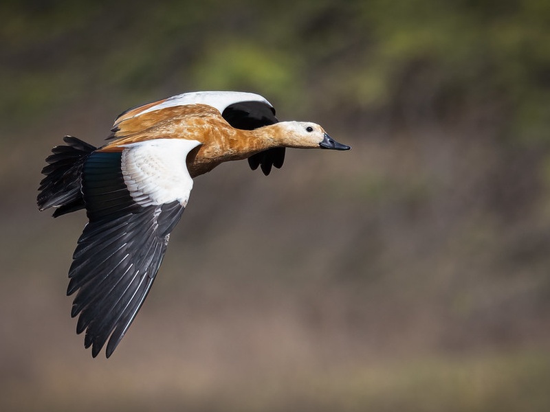 The Complete List of Birds of the United Arab Emirates - Flora Fauna Fun