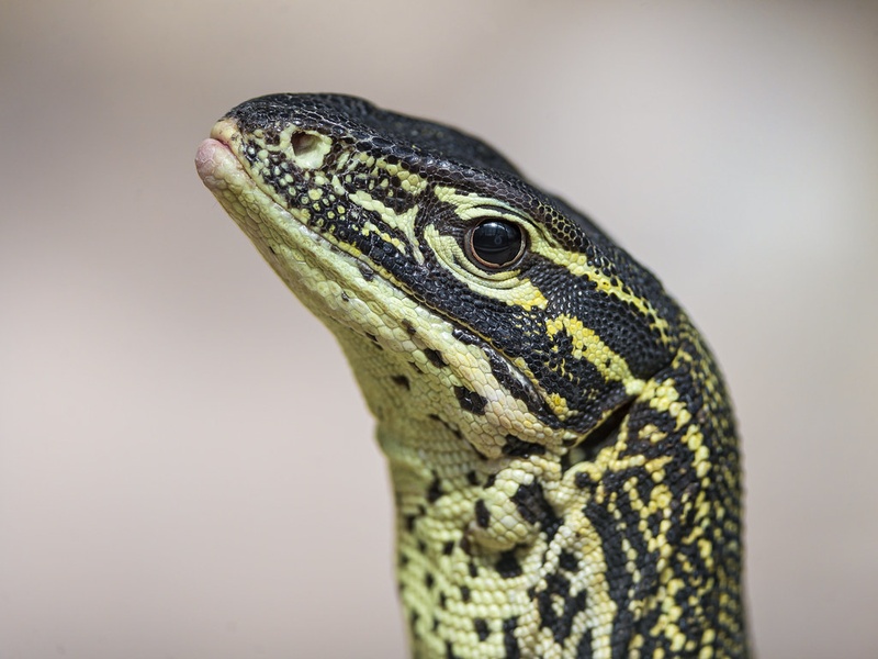 List of Desert Reptiles - Flora Fauna Fun