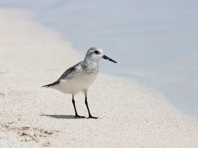 The Complete List of Birds of the United Arab Emirates - Flora Fauna Fun
