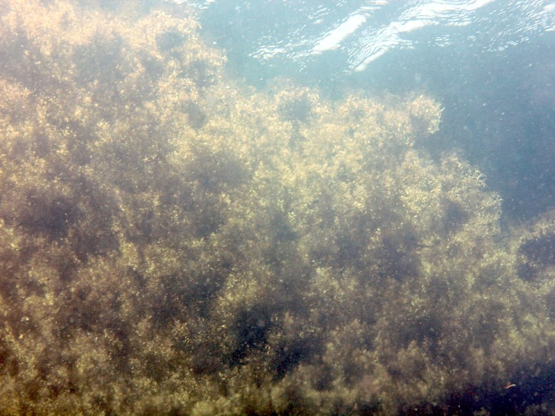 List of Coral Reef Vegetation - Flora Fauna Fun