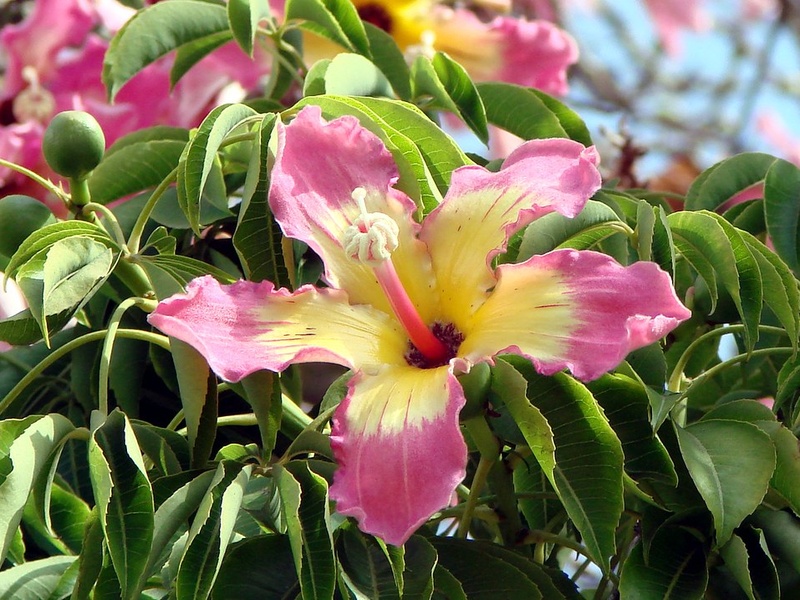 List of Plants Of Brazil - Flora Fauna Fun