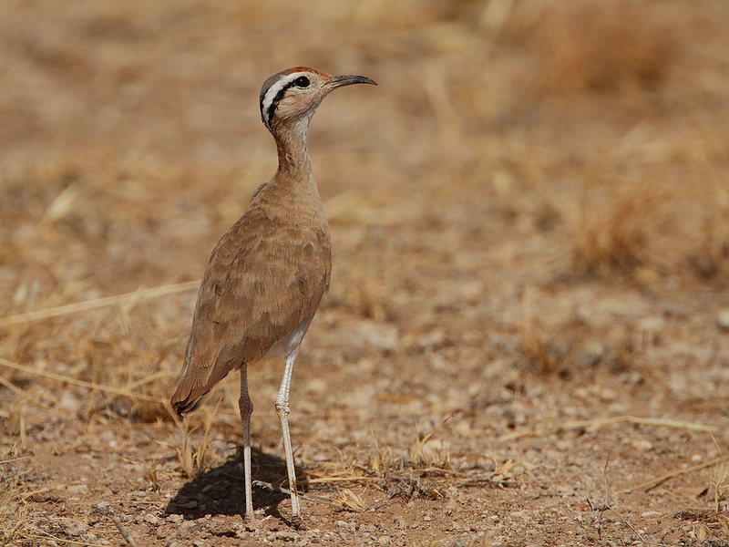 Animals of Somalia - Flora Fauna Fun