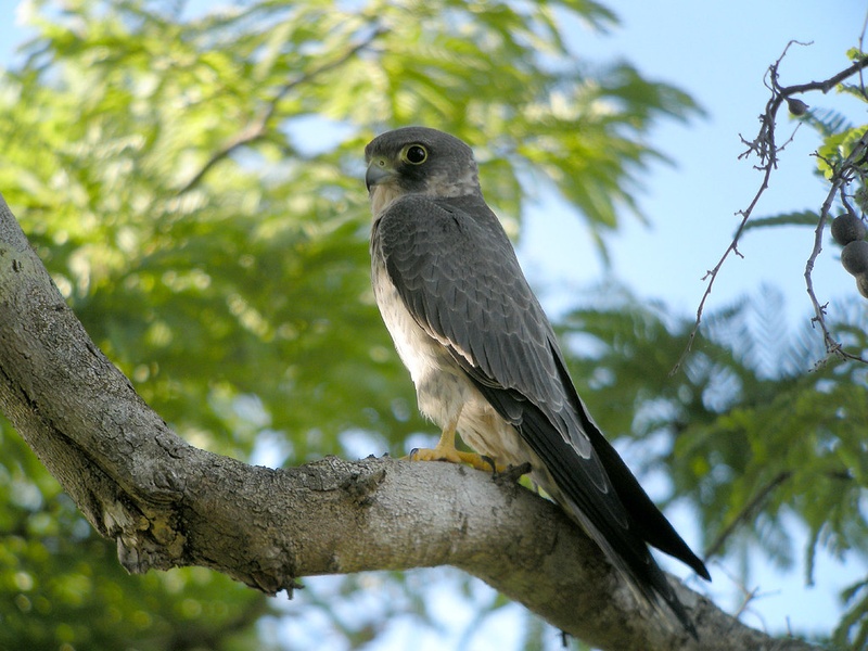 The Complete List of Birds of the United Arab Emirates - Flora Fauna Fun