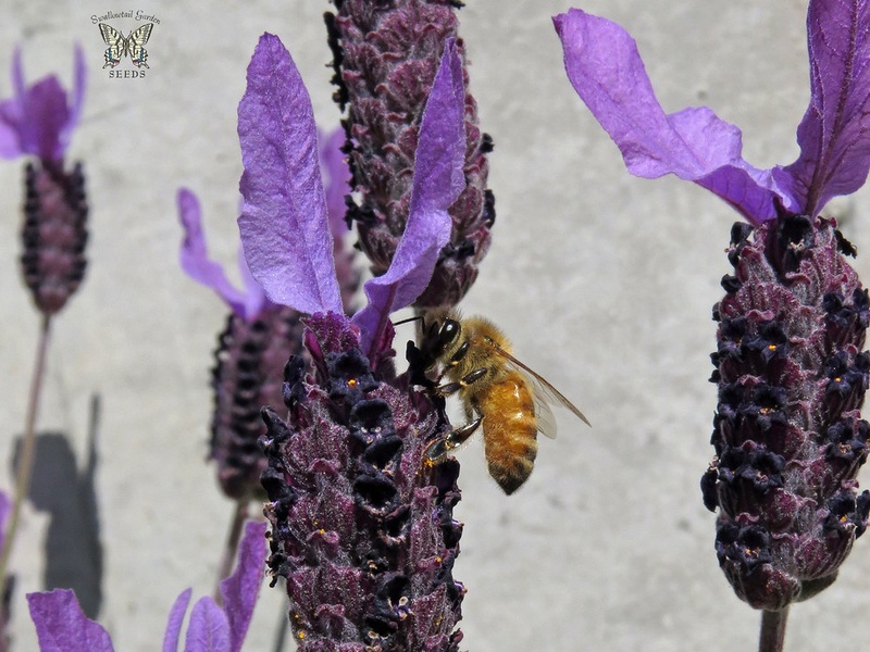 Greece's Native Plants: The Complete List - Flora Fauna Fun