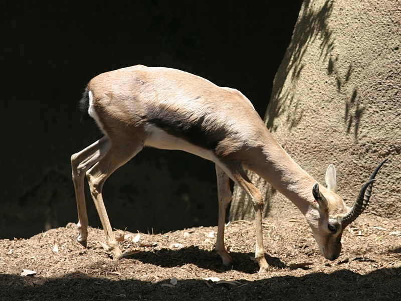 Animals of Somalia - Flora Fauna Fun