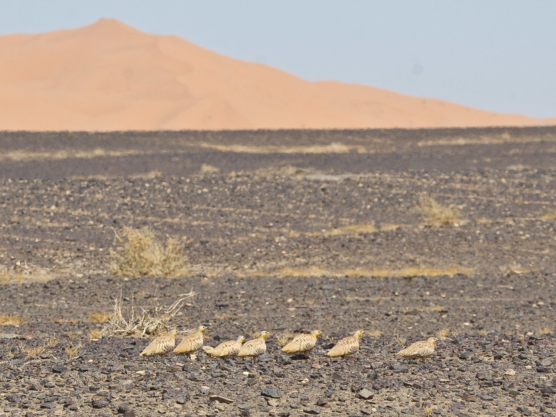 The Complete List of Birds of the United Arab Emirates - Flora Fauna Fun