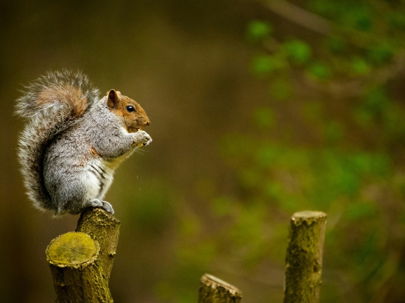List of Three-Legged Animals - Flora Fauna Fun