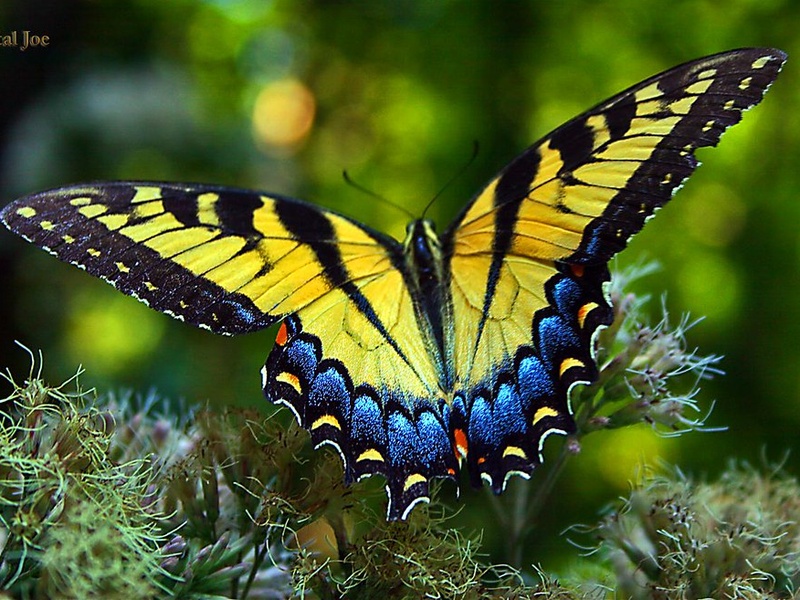 List of Animals of Slovakia - Flora Fauna Fun