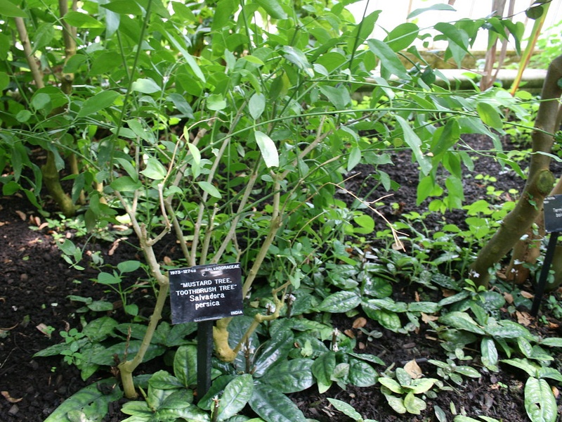 Kenya's Native Plants: The Complete List - Flora Fauna Fun
