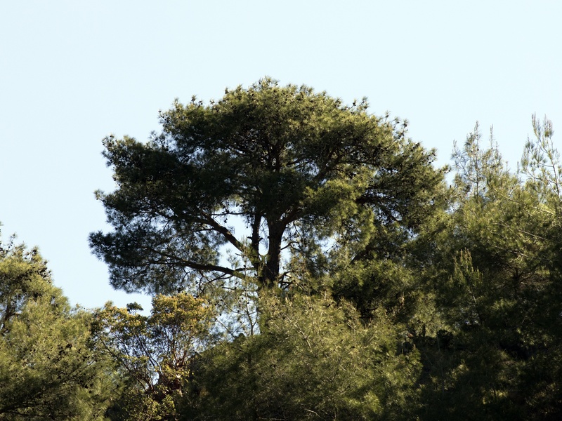 Greece's Native Plants: The Complete List - Flora Fauna Fun
