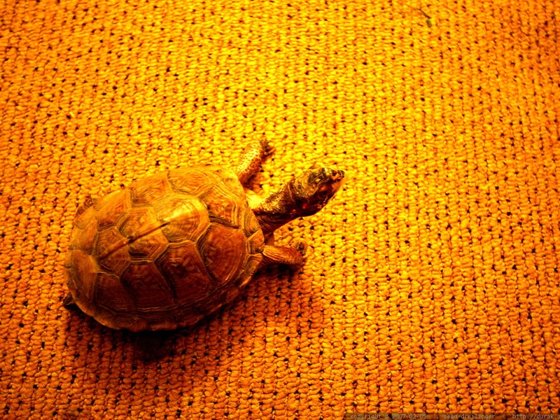 List of Three-Legged Animals - Flora Fauna Fun