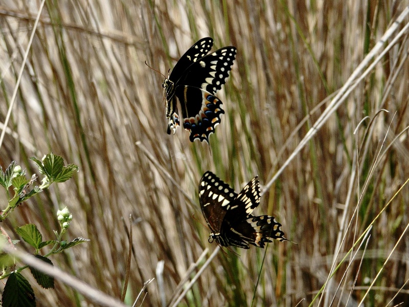 Rainforest Caterpillars: The Complete List - Flora Fauna Fun