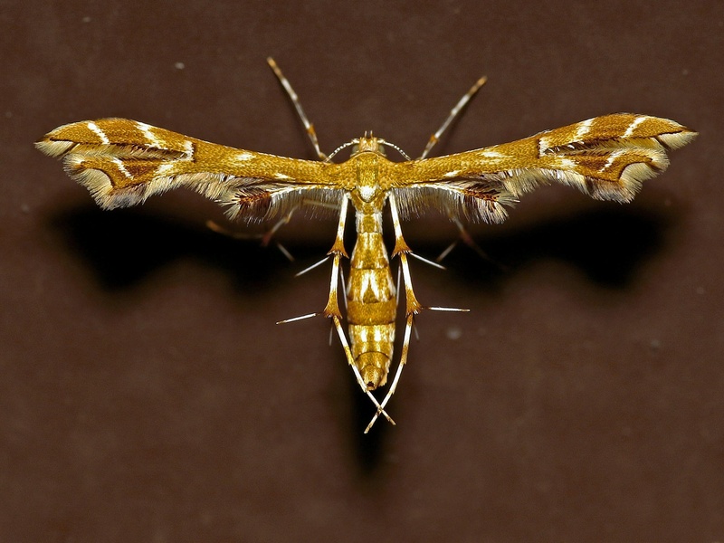 Rainforest Caterpillars: The Complete List - Flora Fauna Fun