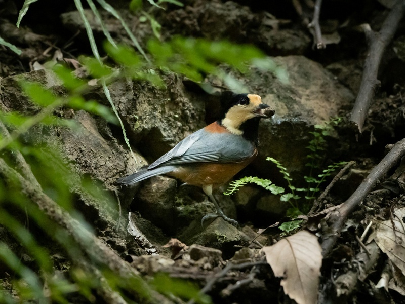 South Korea's Native Animals: The Complete List - Flora Fauna Fun