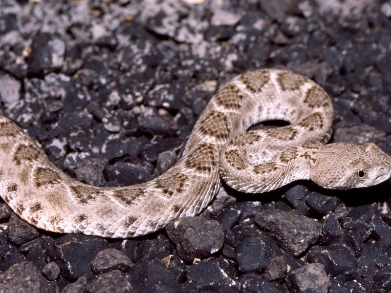 List of Desert Reptiles - Flora Fauna Fun