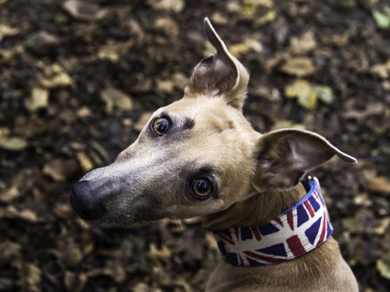 Gold Dog Breeds: The Complete List - Flora Fauna Fun
