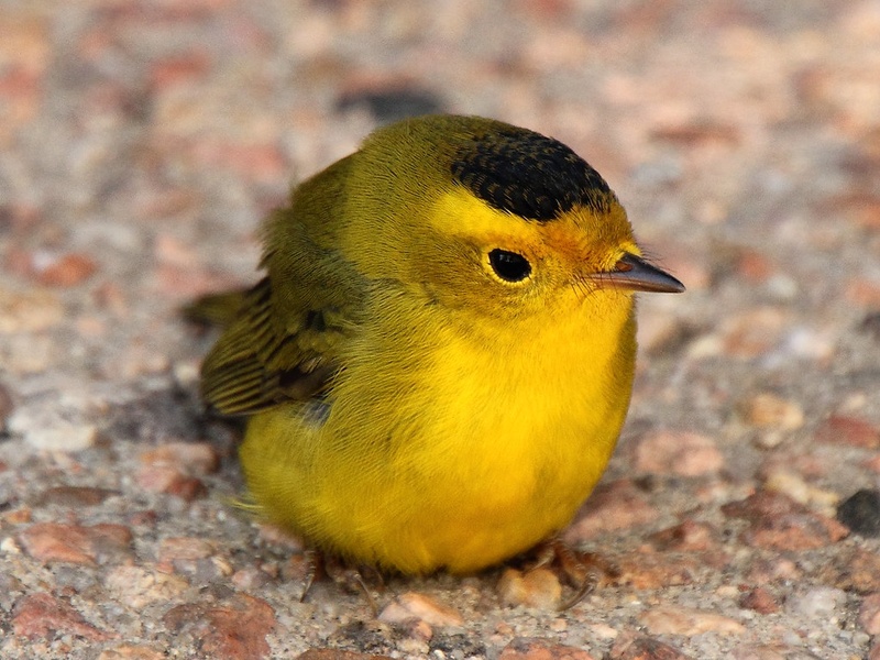 List of Cute Yellow Animals - Flora Fauna Fun