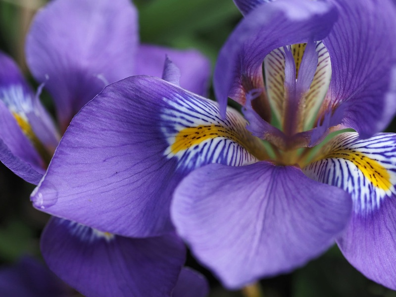 Greece's Native Plants: The Complete List - Flora Fauna Fun