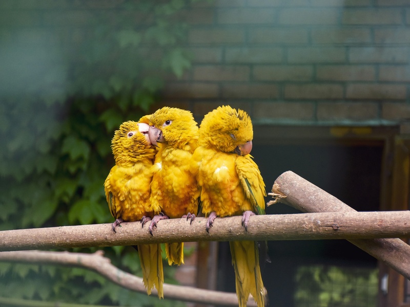 List of Cute Yellow Animals - Flora Fauna Fun