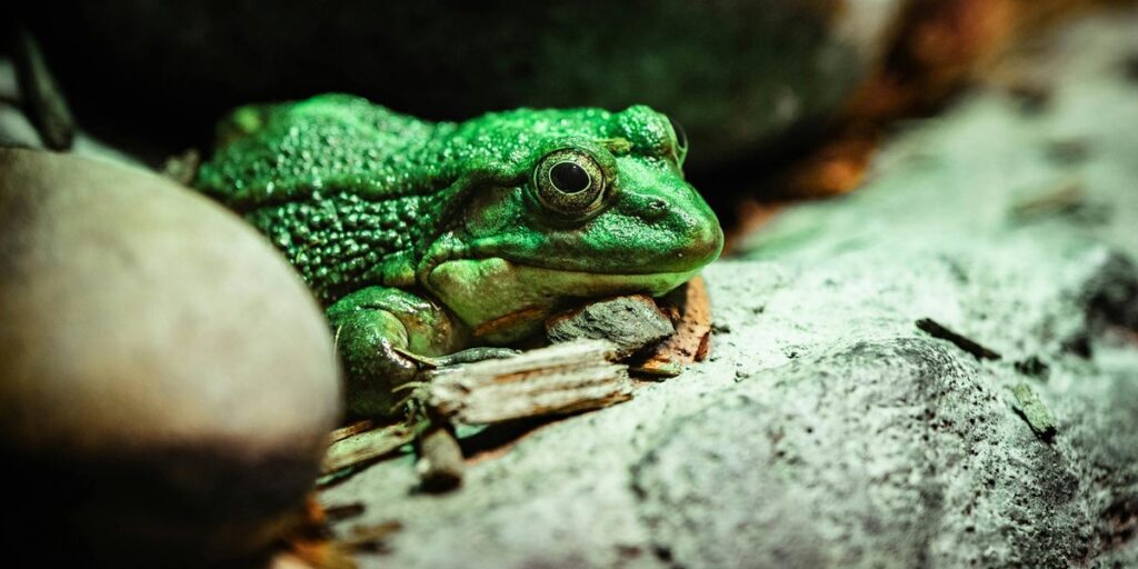 amphibians of El Salvador Archives - Flora Fauna Fun