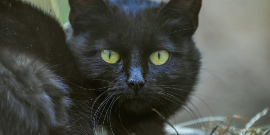 black Maine Coon Archives - Flora Fauna Fun