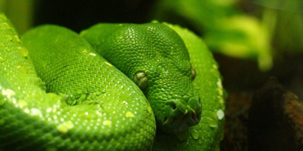 animals that are green Archives - Flora Fauna Fun