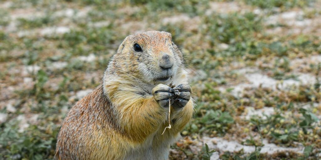 prairie dog diet Archives - Flora Fauna Fun