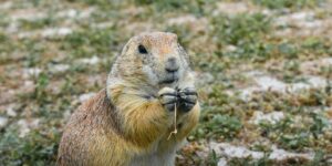 prairie dog diet Archives - Flora Fauna Fun