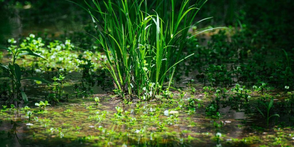 endangered wetland plant species Archives - Flora Fauna Fun
