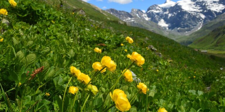 "Plants of Andorra: A Field Guide to Pyrenees Flora" - Flora Fauna Fun