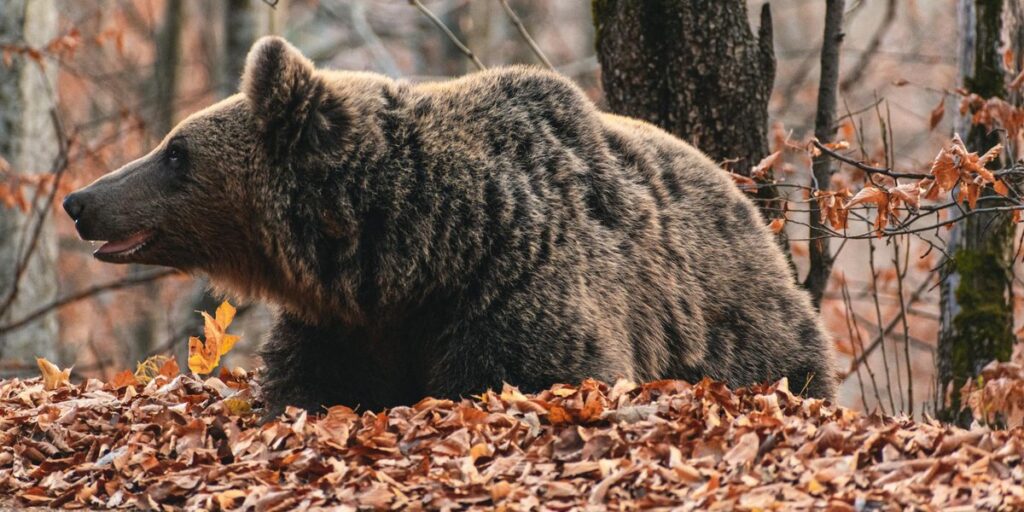 Dangerous Animals in Ukraine: A Realistic Risk Guide - Flora Fauna Fun