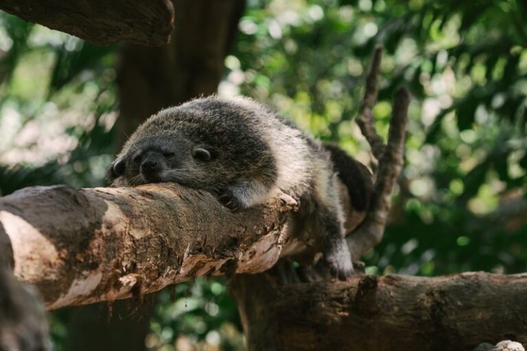 What Do Otter Civets Eat? The Diet of a Rare Hunter - Flora Fauna Fun